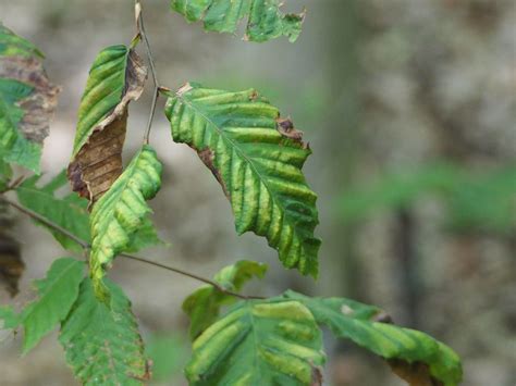 Beech Leaf Disease A New Threat To Connecticut Ctpa Connecticut Tree Protective Association