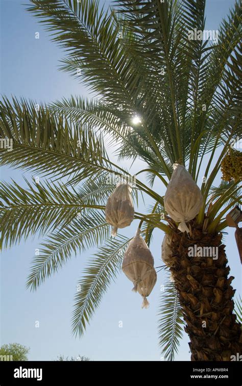 The Date Palm Tree Phoenix Dactylifera With Bags To Protect Riping Dates Palm Springs California