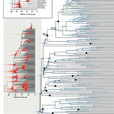 Time Trees Of Modern Birds From Bayesian Divergence Time Estimation