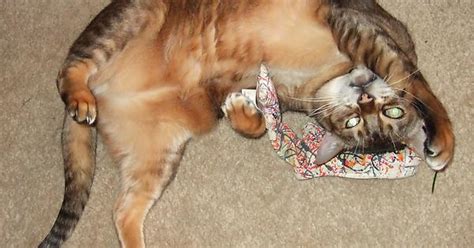 Catnip Crazy Cat Imgur