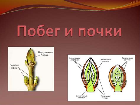 Побег и почки презентация онлайн