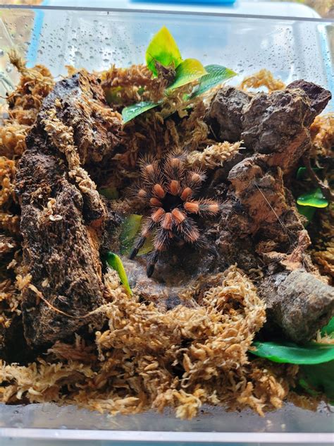 Mexican Red Knee Vibrant Molt Rtarantulas