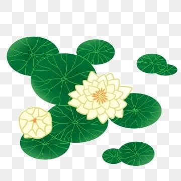 Hojas De Loto PNG Imágenes Transparentes Vectores y Archivos PSD