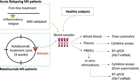 Figure 1 From T Lymphocyte Serotonin 5 Ht7 Receptor Is Dysregulated In