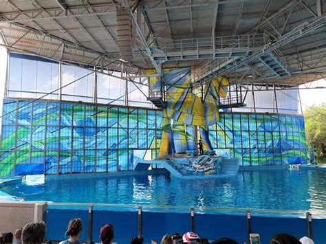 Top 3 Things To Do In Seaworld San Antonio