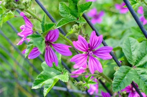 화창한 여름날 아름다운 야외 꽃 배경에 영국 코티지 스타일의 정원에서 습지 멜로로 일반적으로 알려진 Althaea Officinalis 식물의 많은 섬세한 핑크 마젠타 꽃