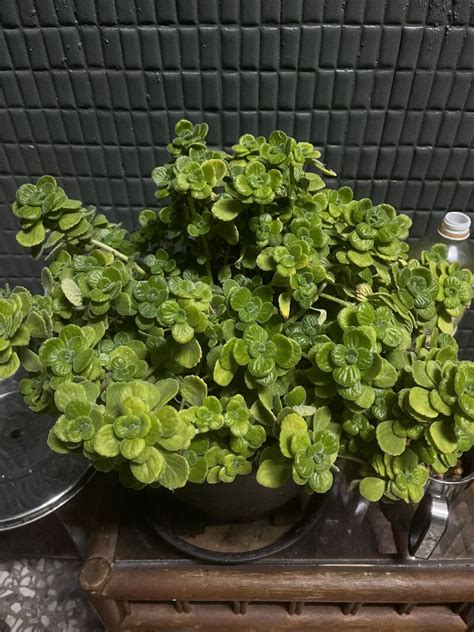 左手香葉子發黃 農業知識入口網