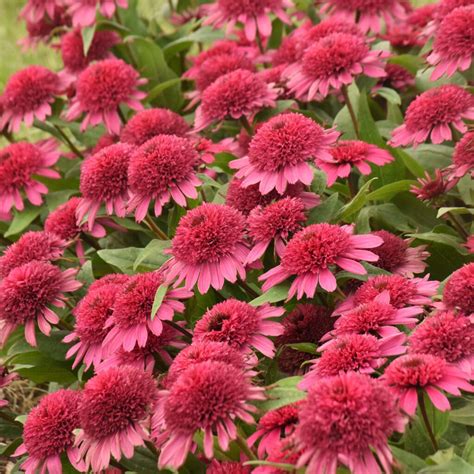 Double Coded® Raspberry Beret Echinacea