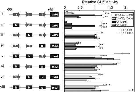 Figure 3 From Light And Co 2 Camp Signal Cross Talk On The Promoter