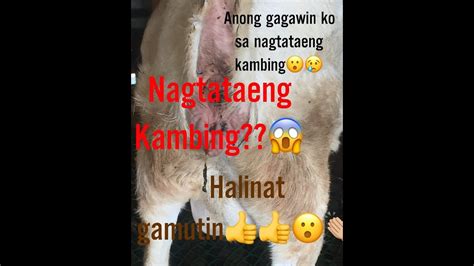 Goat Farming Gamot Sa Pagtatae Ng Kambing Youtube