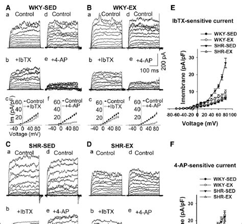 Whole Cell K Current I K Recorded Using Conventional Patch Methods Download Scientific