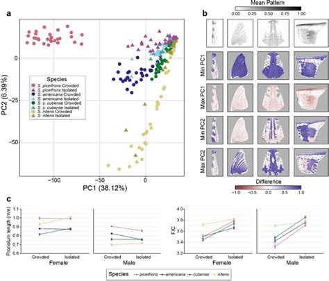 Locust And Non Swarming Grasshopper Species All Exhibit Morphological Download Scientific