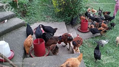 Sabías que las gallinas tienen una visión perfecta