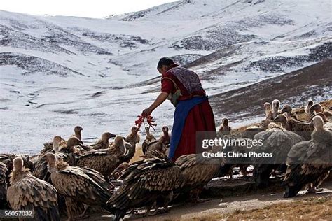 Vultures Feeding Photos And Premium High Res Pictures Getty Images