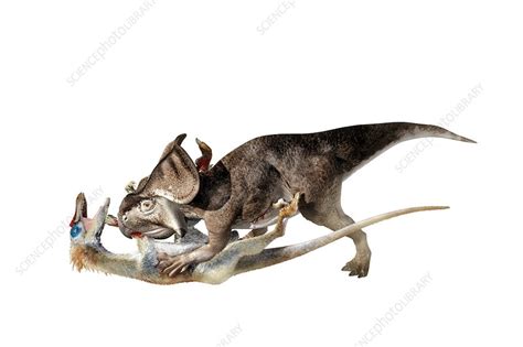 Velociraptor Attacking Protoceratops Stock Image C027 7736 Science Photo Library