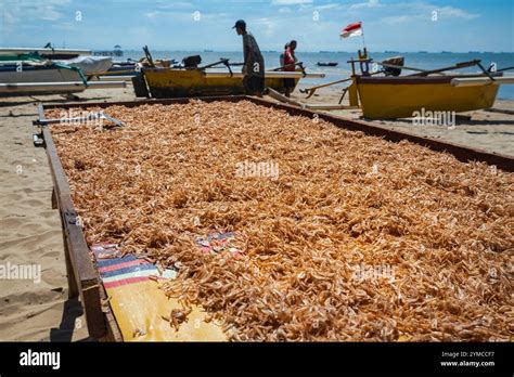 The Drying Process Of Anchovies Being Dried Under The Hot Sun On The