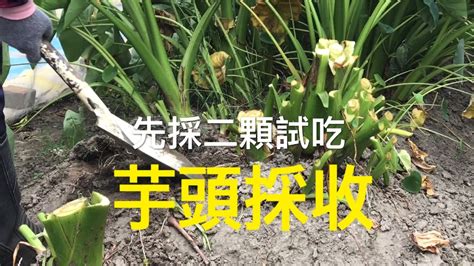 休閒小菜園芋頭火龍果採收番茄豇豆育苗蔥青蒜畦面整理施肥 YouTube