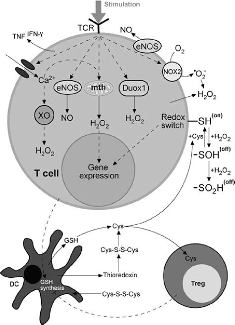 Redox Activity And Regulation Of Tcr Stimulated T Cell In The