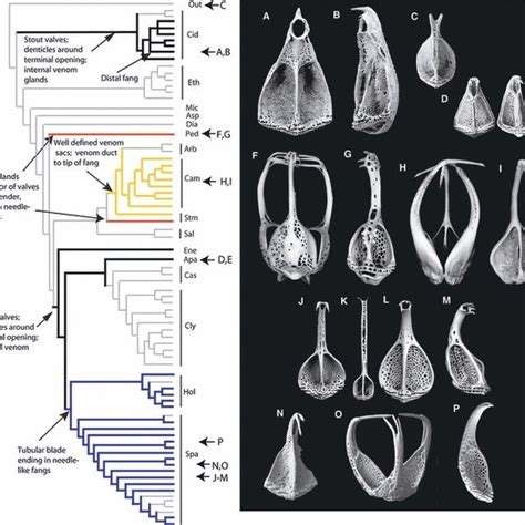Pdf The Evolution Of Pedicellariae In Echinoids An Arms Race Against