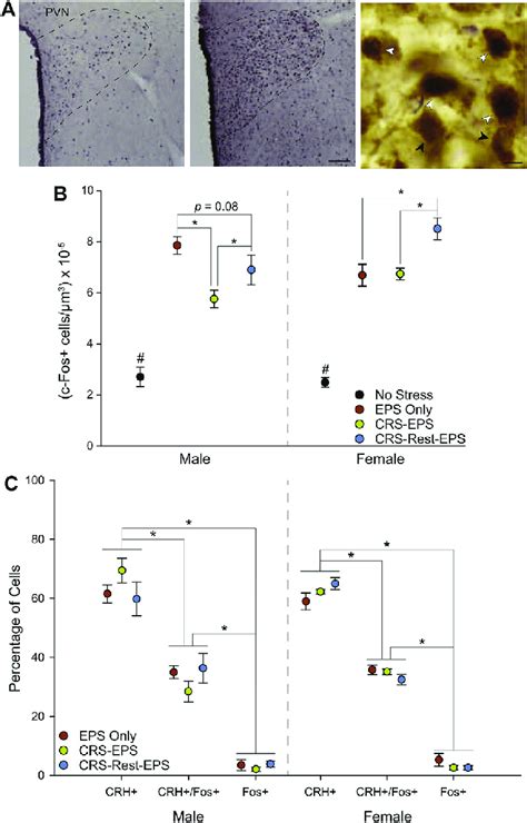 A Representative Photomicrographs Of C Fos Immunohistochemistry In