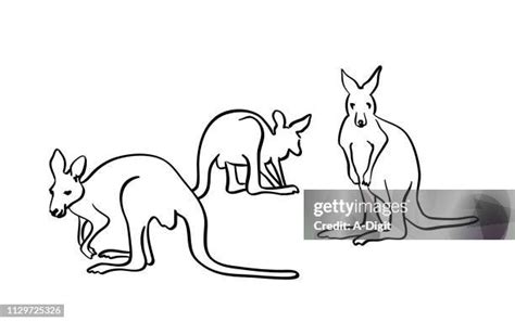745 Kangaroo High Res Illustrations Getty Images