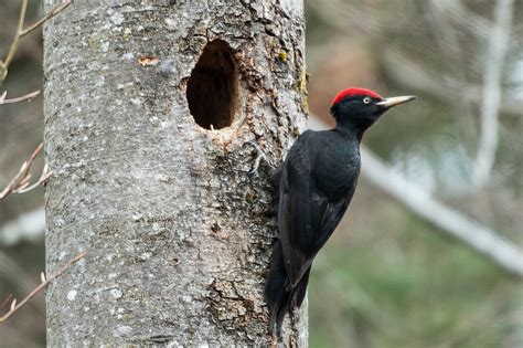Schwarzspecht Dryocopus Martius Bild Kaufen 71230249 Lookphotos