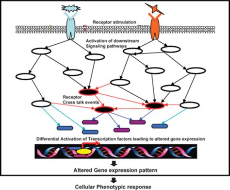 Lecture Signal Transduction Ion Channels Gpcr Flashcards Quizlet