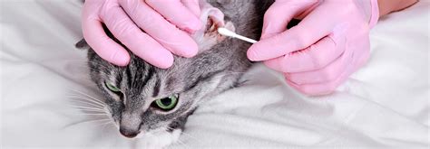 Cat Ear Infection Itchy At Caitlyn Buvelot Blog