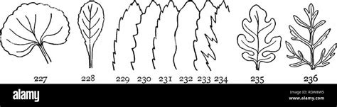 With An Incised Leaf Margin