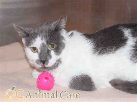 Angels For Animals Network Pretty Kitty Aslan With Severe
