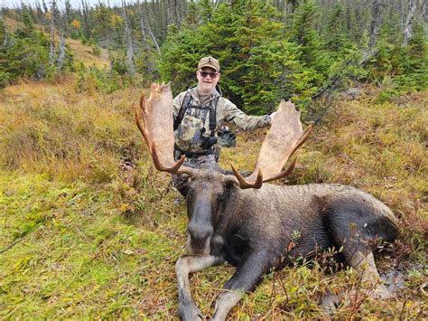Newfoundland Moose
