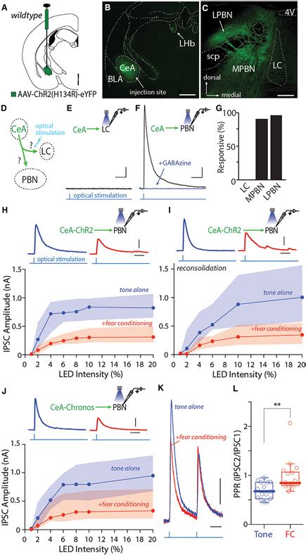 Locus Coeruleus Anchors A Trisynaptic Circuit Controlling Fear Induced Suppression Of Feeding Pmc