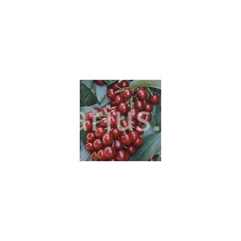 Buy Prunus Avium Burlat Cherry With Canarius