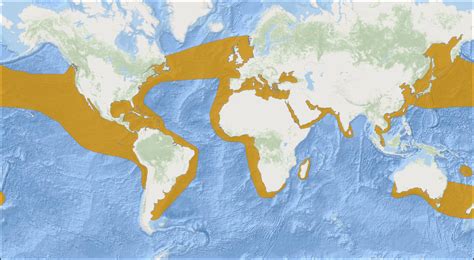 Common Dolphins Characteristics Behavior And Short And Long Beaked