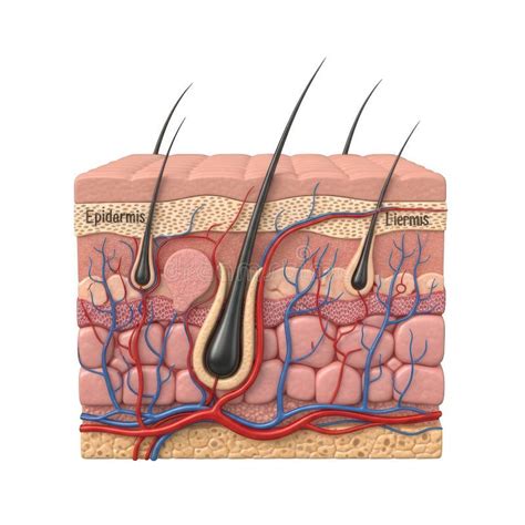 A Detailed Illustration Of A Hair Follicle Embedded In The Skin