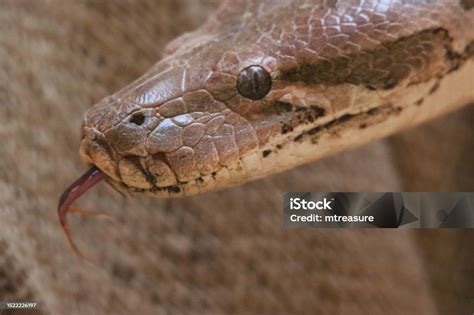 Full Frame Image Of Head Of Indian Python On Hessian Sack Tasting The Air With Forked Tongue