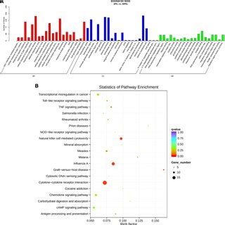 DElncRNA Target Gene GO And KEGG Enrichment Analyses A Top 20 GO BP