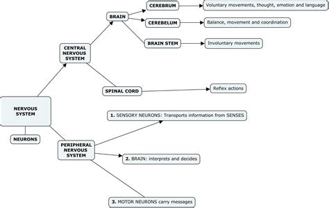 Nervous System Tree Map Propios