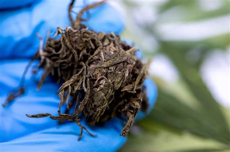 마리화나 잎 실험실에서 분석을 위한 흰색 바탕에 대마초 의 분말 Cannabis Indica에 대한 스톡 사진 및 기타 이미지