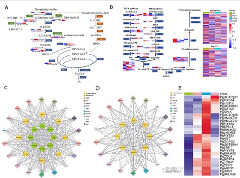 Figure 4 From Rna Sequencing Analysis Reveals Pgbhlh28 As The Key Regulator In Response To