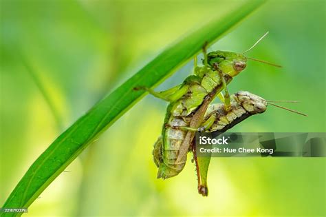 Mating Grasshoppers Closeup In Natural Light With Soft Bokeh Macro Photography Of Insect