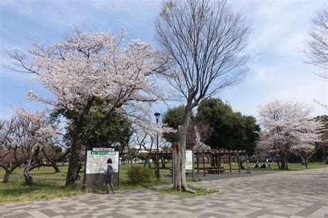 郷土の森公園の桜 2025年の見頃は？ 歩いてみたブログ