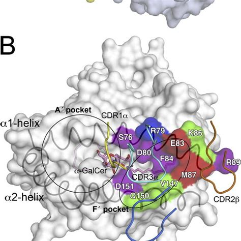 Energetic Hotspots A The Nkt Tcr Hotspot Surface Representation Of