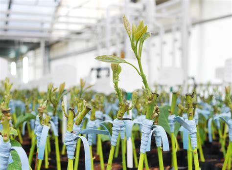 Clonal Rootstocks Viveros Brokaw