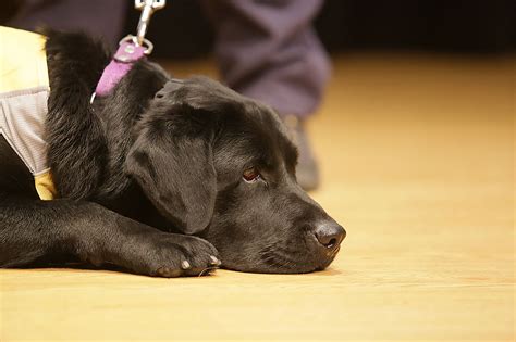 Artrosis En Los Perros Todo Lo Que Hay Que Saber Sobre Esta Enfermedad