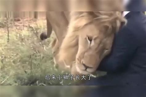 男子抚养狮宝宝分别5年后再重逢狮子竟是这样的反应！重逢狮子宝宝