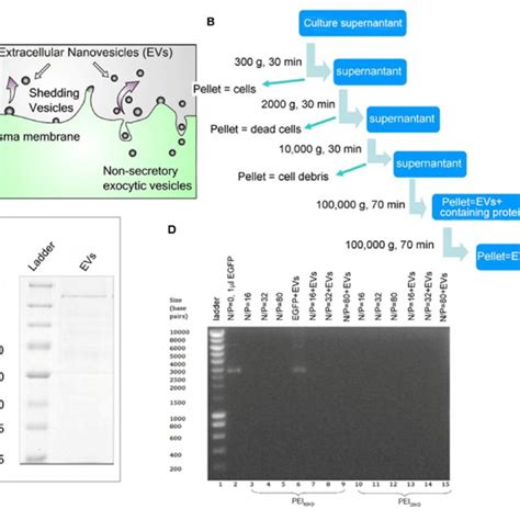 A Schematic Representation For Ev Generation From Cells B Ev