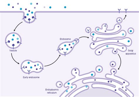 Generic Endocytic Pathway Biorender Science Templates