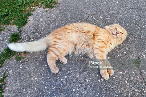 노숙자 빨간 줄무늬 고양이 아스팔트에 누워 카메라를 바라보 고 상위 뷰 복사 공간 가축에 대한 스톡 사진 및 기타 이미지