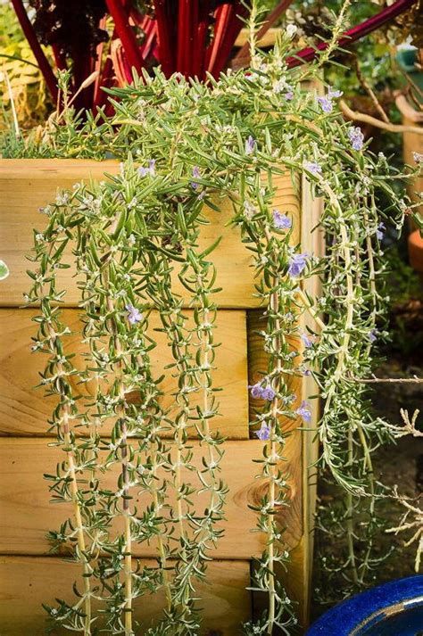9 Types Of Unique Trailing Plants You Should Grow Indoors Balcony